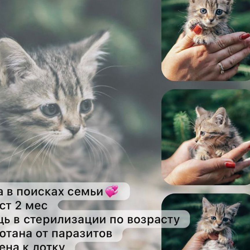 Отдам котят в добрые руки