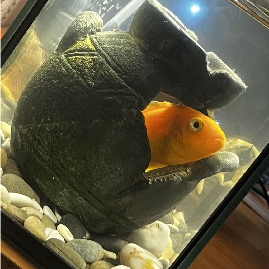 Рыбки в добрые руки