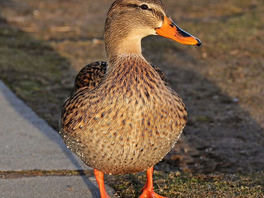 Продаже взрослых уток и селюзней