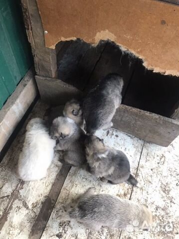 Продаются щенки лзс 17.06.22