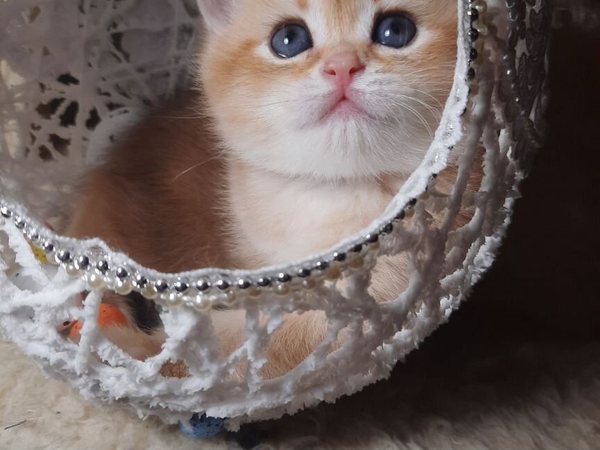 Британские котята золотая шиншилла