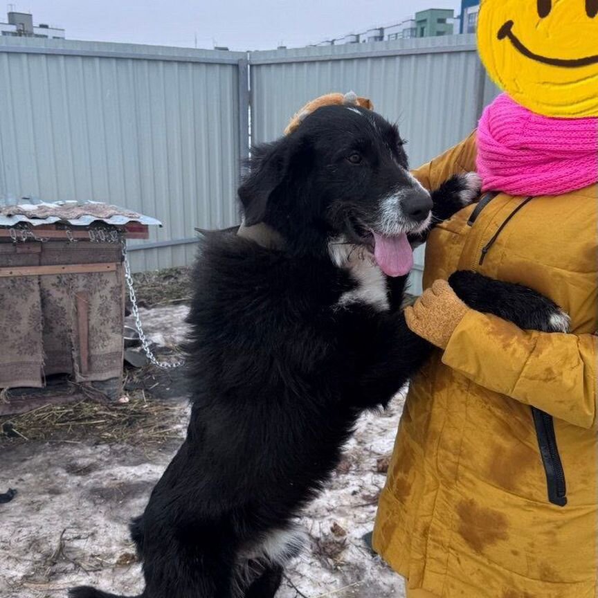 Собака в добрые руки