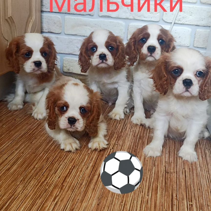 Королевские мальчики Кавалер кинг-чарльз-спаниель