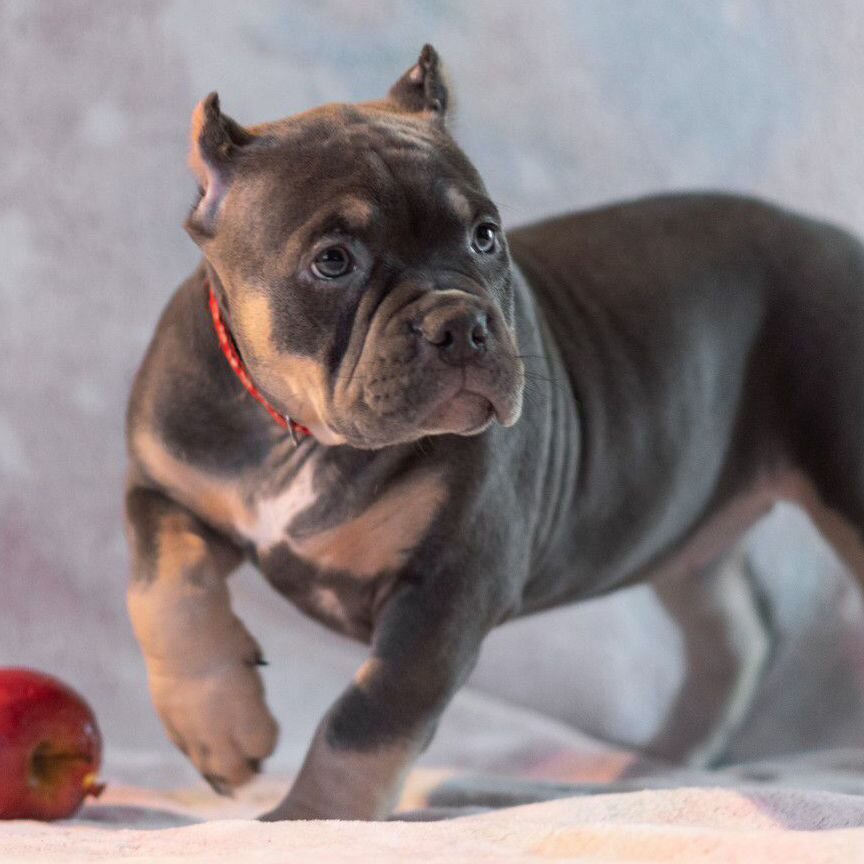 Американский булли, щенок