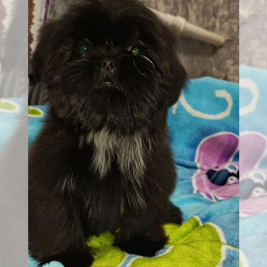 Ши-тцу, щенок