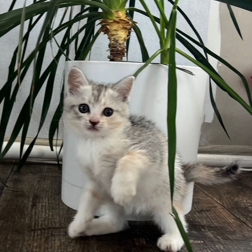 Котёнок в добрые руки