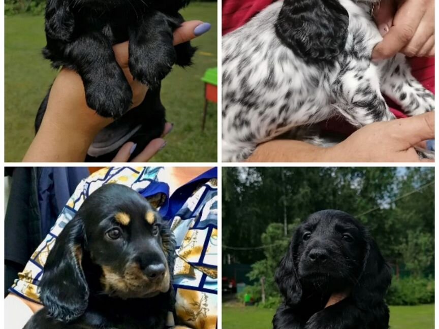 Чистокровные щенки Русского охотничьего спаниеля