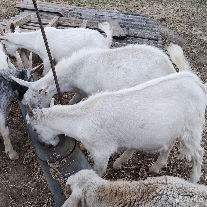 Продаются 5 козликов. 11т