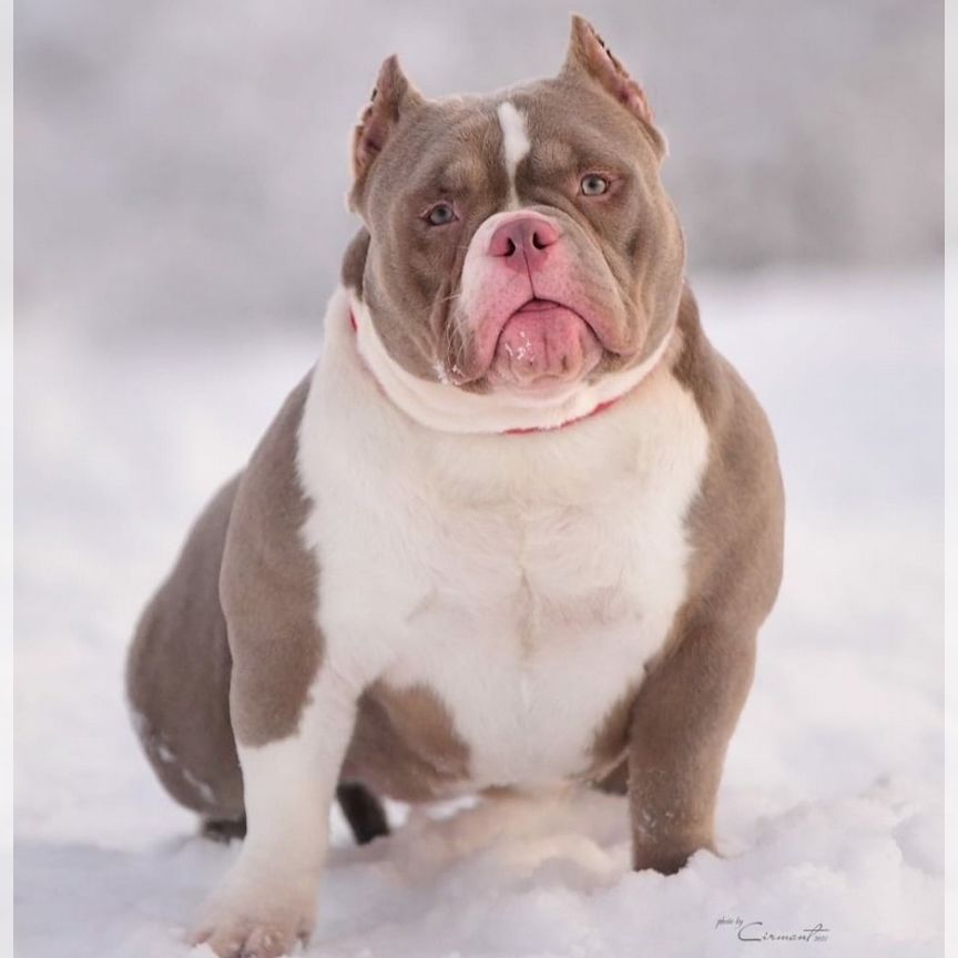 Американский булли, взрослая собака