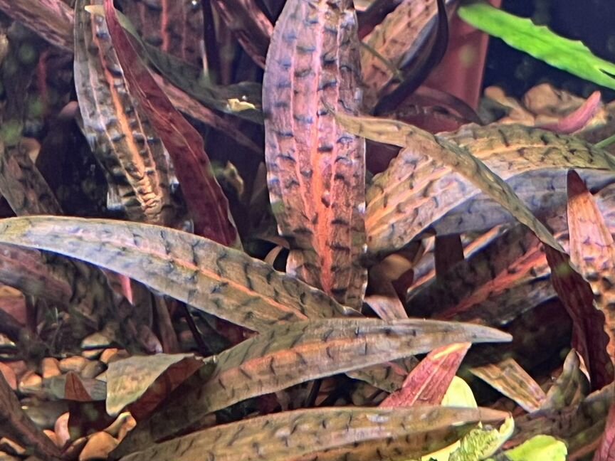 Аквариумные растения