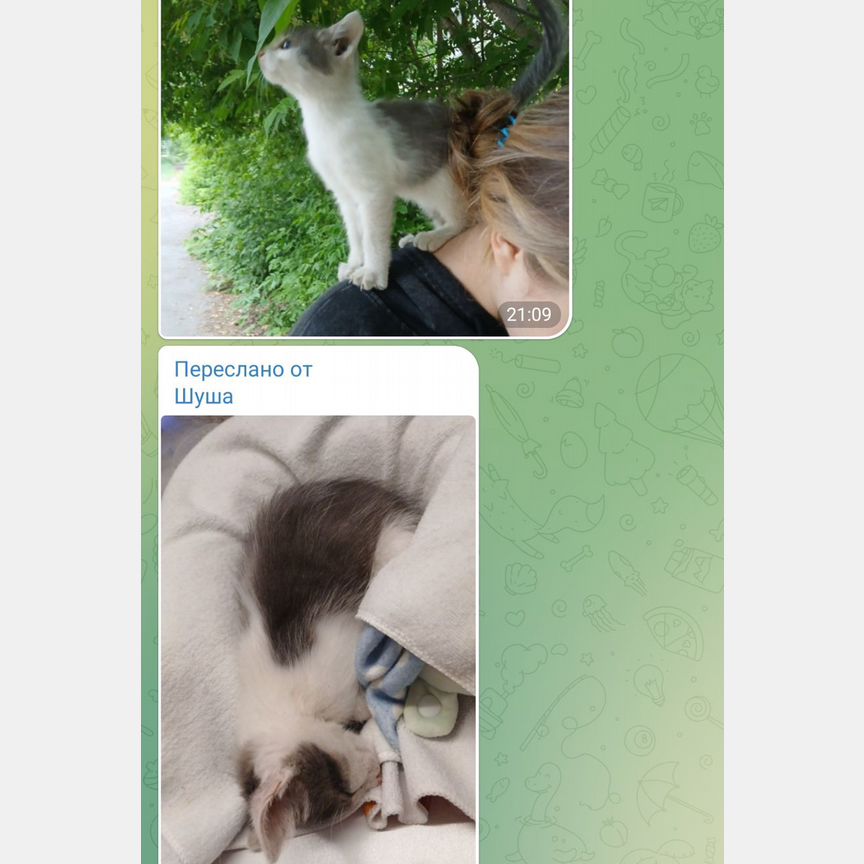 Домашние животные котята бесплатно