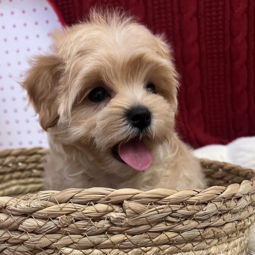 Мальтипу, щенок