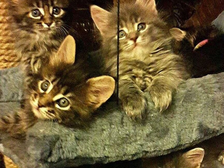 Сибирские котята