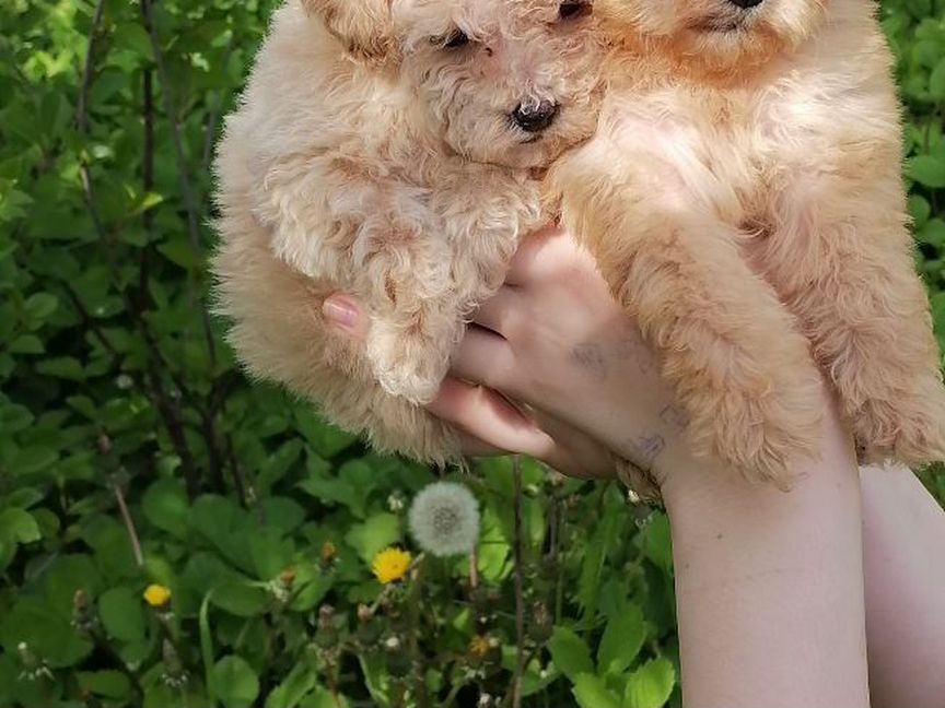 Щенки мальтипу f1