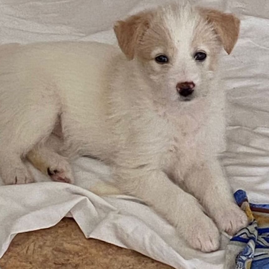 Щенок в добрые руки