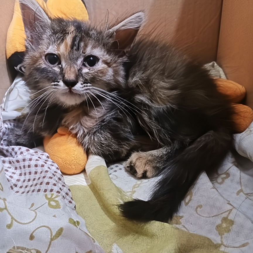 Котёнок в добрые руки