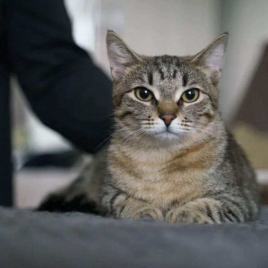 Кот в добрые руки