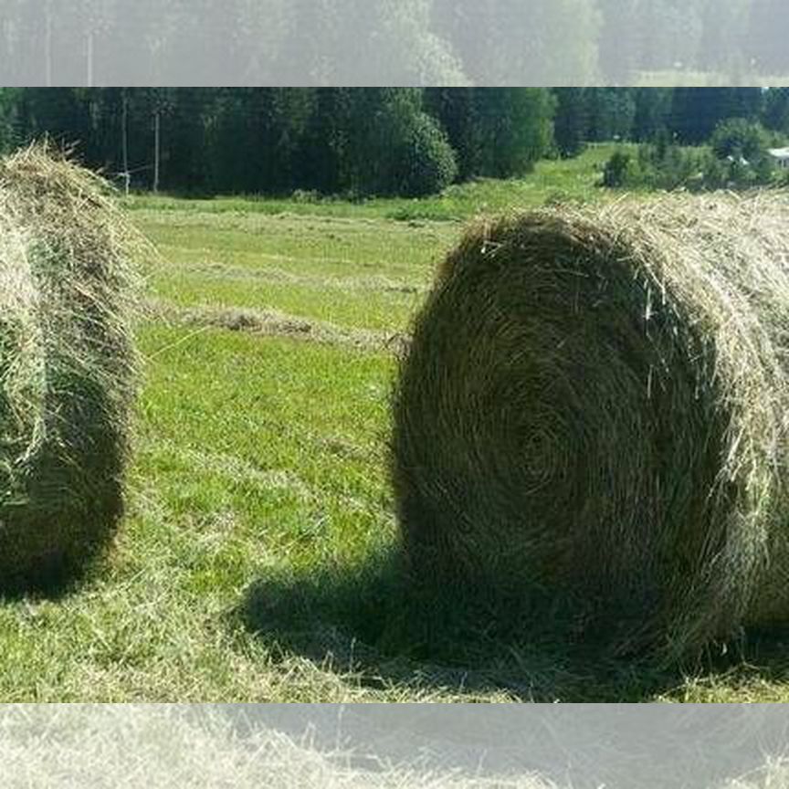 Продам сено в рулонах