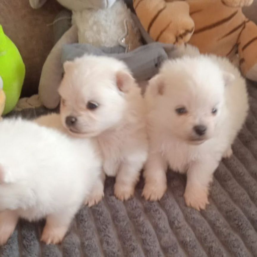 Померанский шпиц, щенок