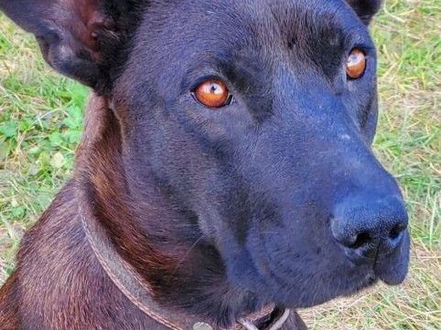 Чудесная девочка ищет семью