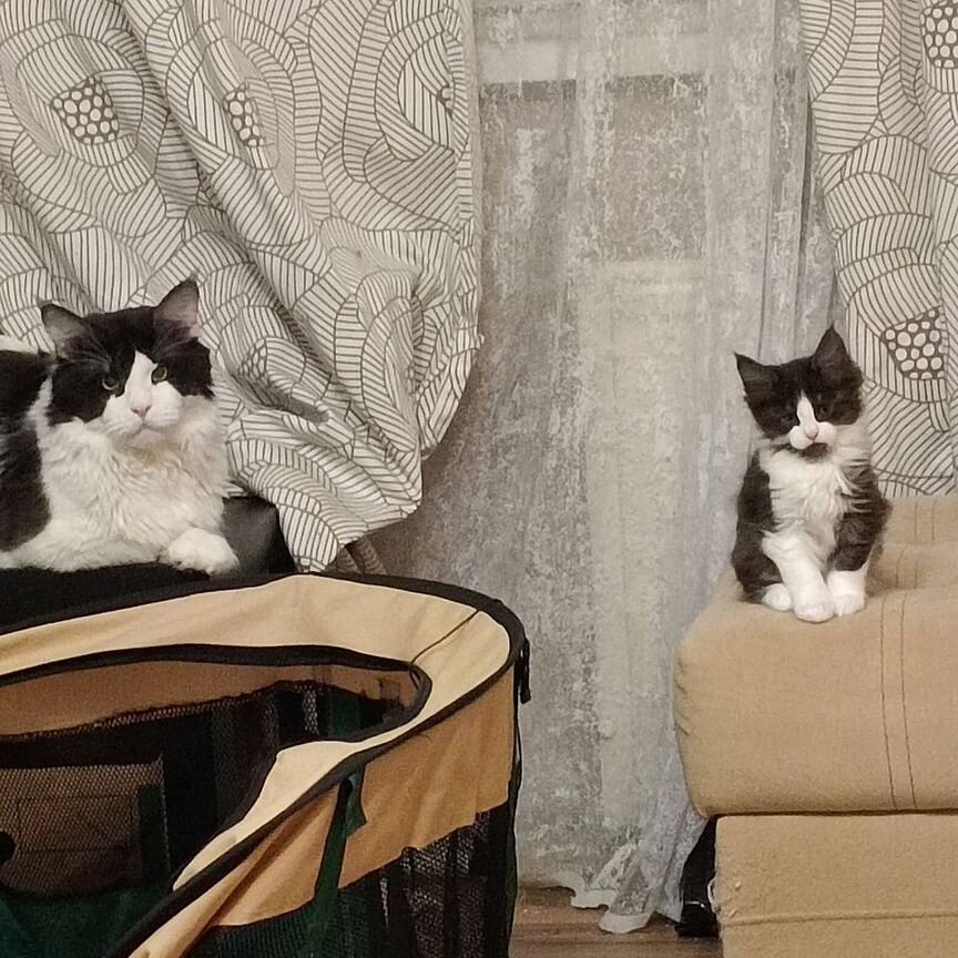 Котята мейн-кун