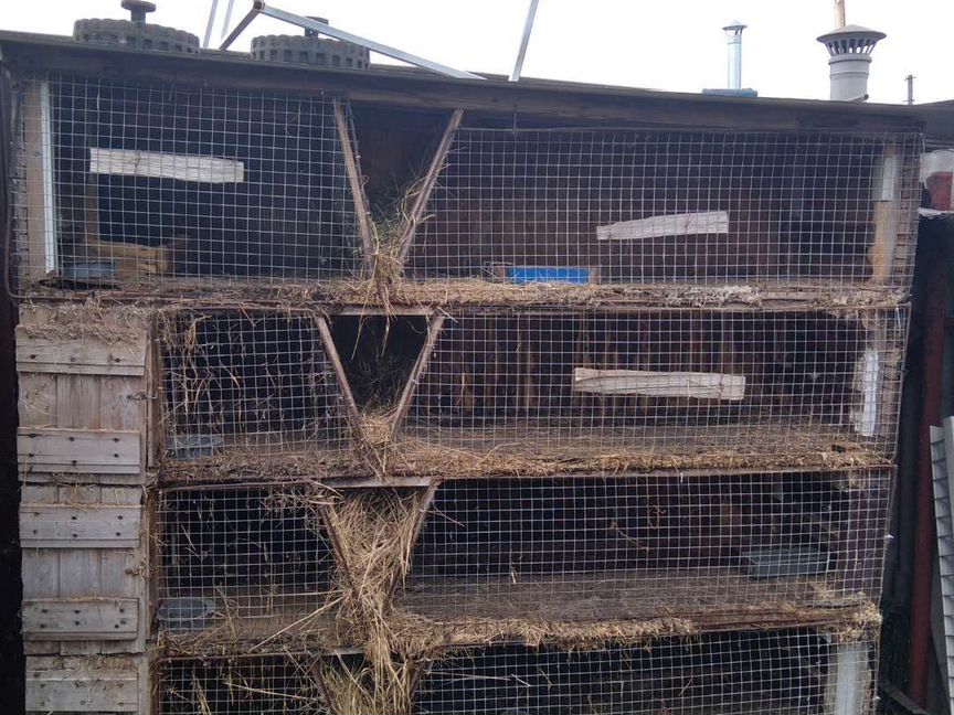 Клетка для кроликов с маточником