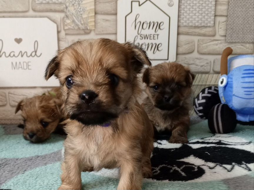 Золотые мальчуганы