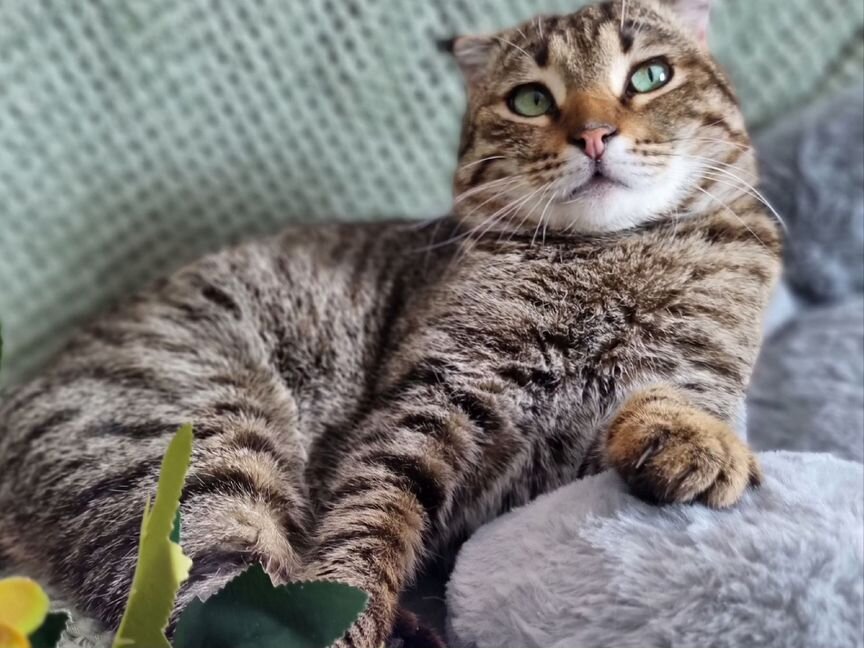 Кот вислоухий Барин 7 месяцев