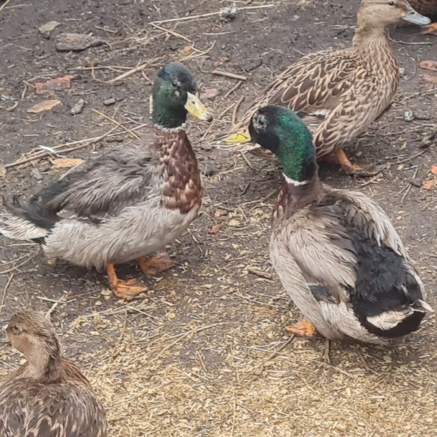 Подсадные утки