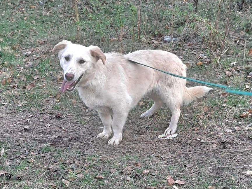 Небольшая собака в добрые руки