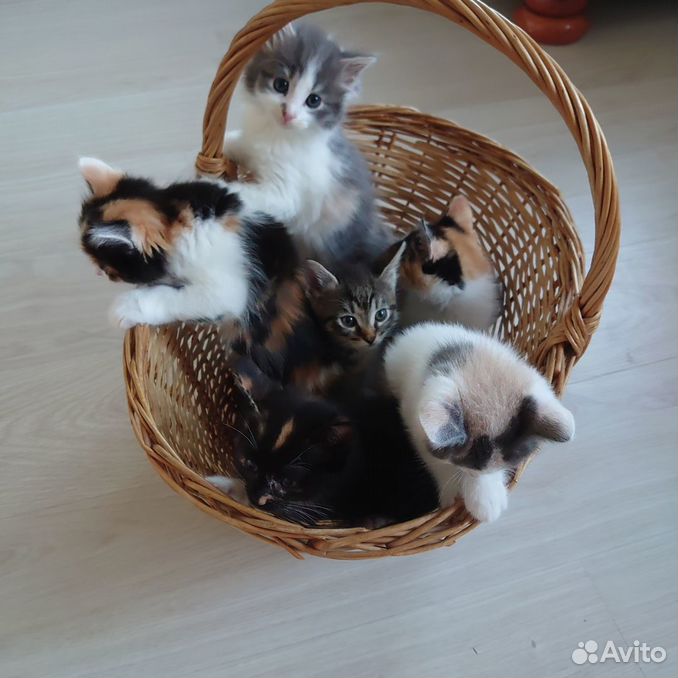 Котята счастливые трехцветки