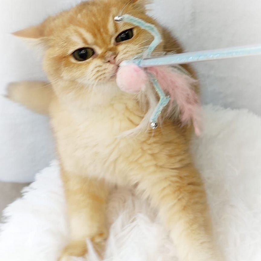 Британский кот Хаммер