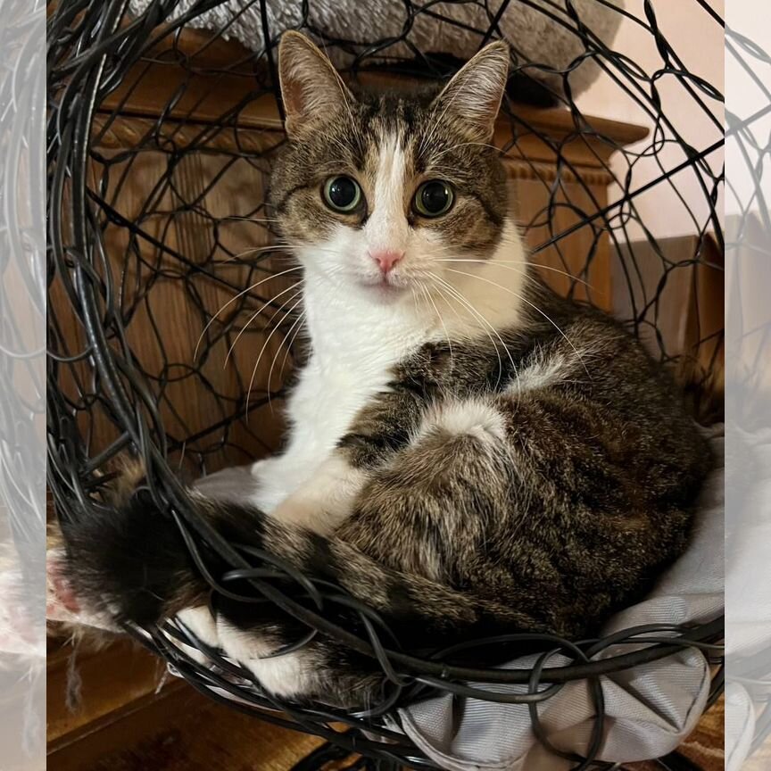 Взрослая кошка в добрые руки