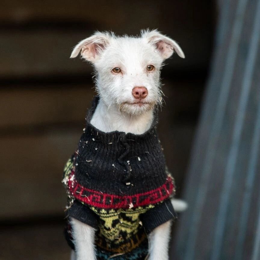 Собачки в добрые руки