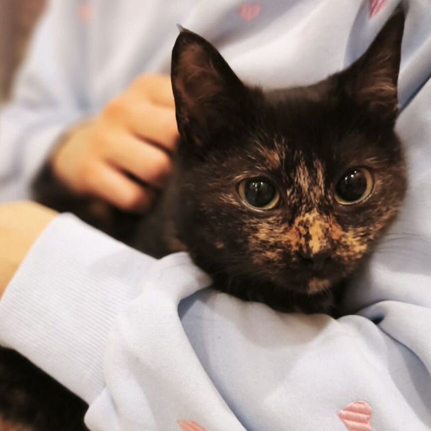 Взрослая, Девочка кошка в добрые руки