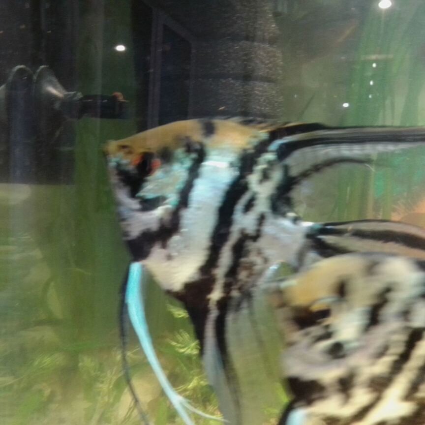 Скалярии мраморные