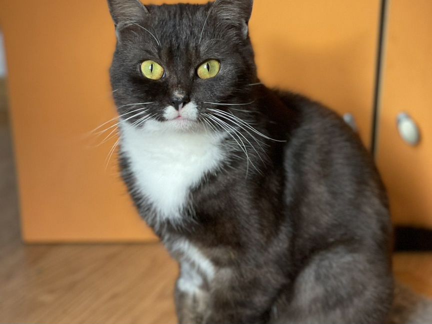 Котик подросток ищет дом
