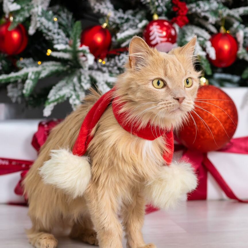 Рыжее счастье в семью