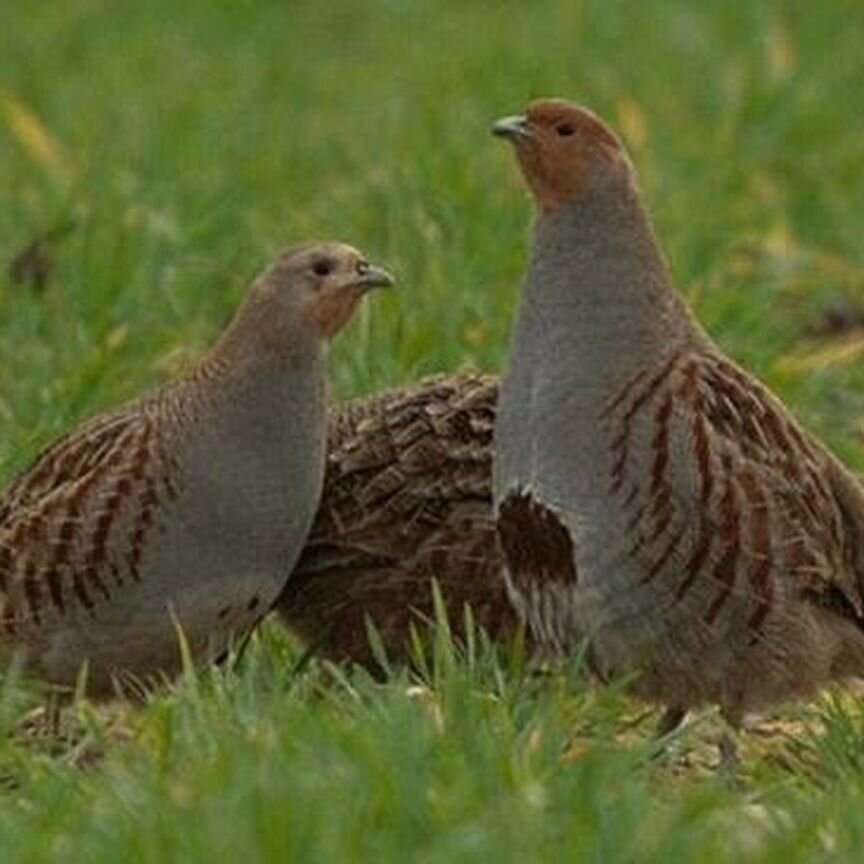 Серая куропатка