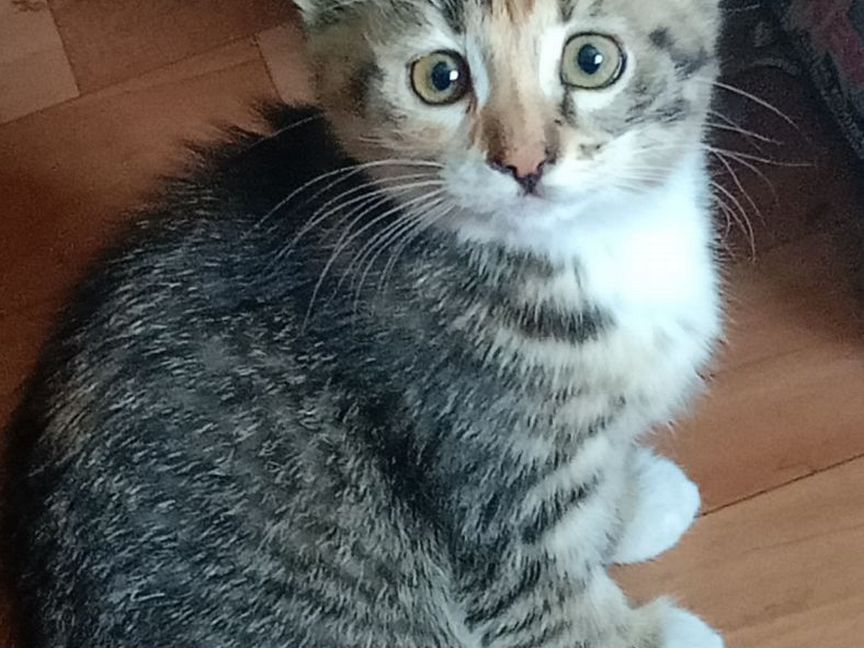 Кошечка