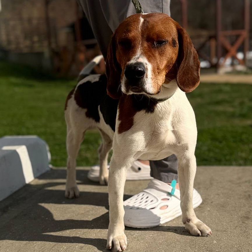 Бигль, взрослый пёс