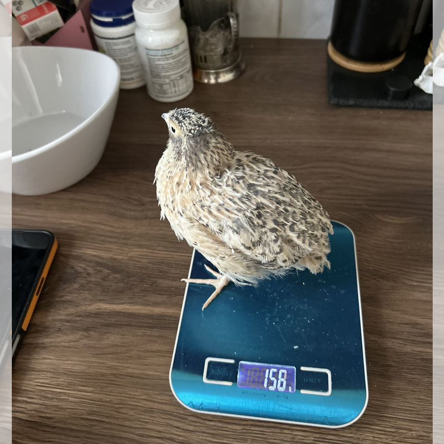 Перепела жемчужная фея взрослые