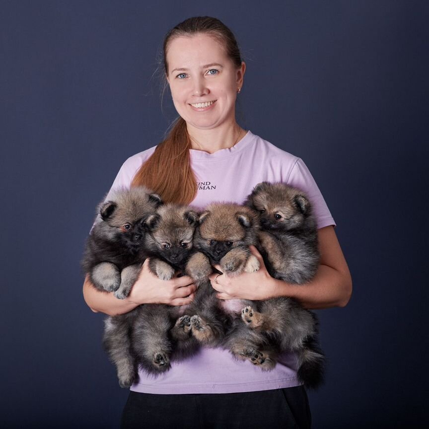 Щенки немецкого шпица