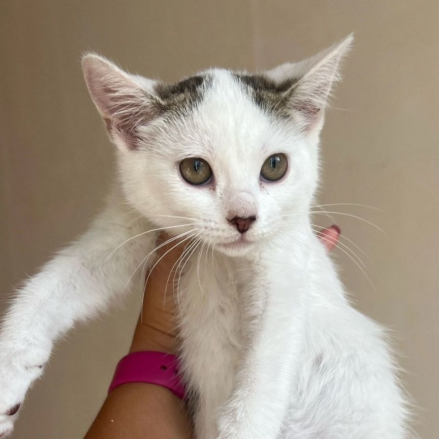 Котенок-девочка