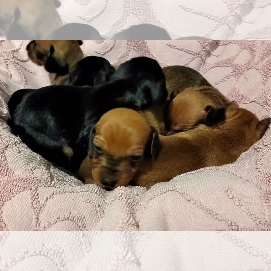 Карликовая такса, щенок