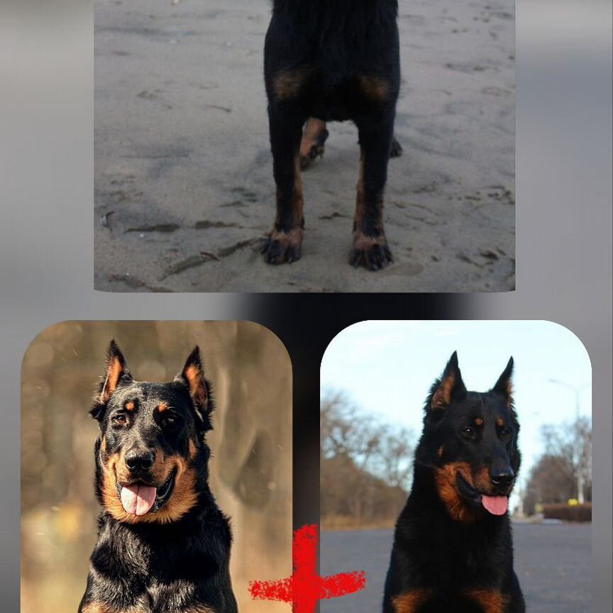 Французская овчарка -босерон