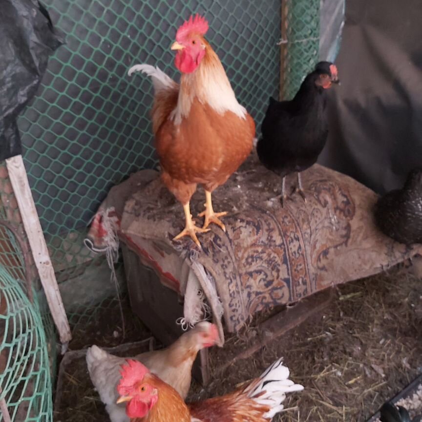 Молодые петухи