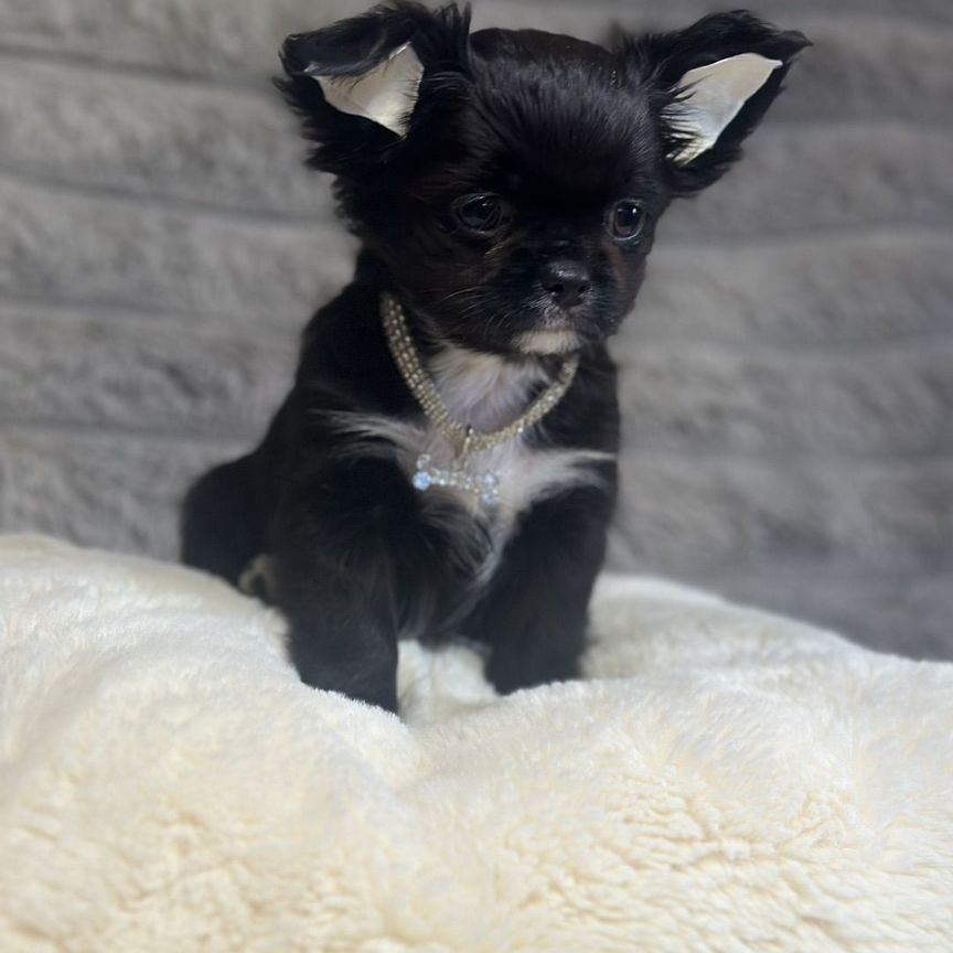 Щенки чихуахуа