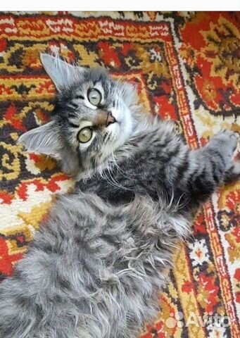 Красотуля в добрые руки