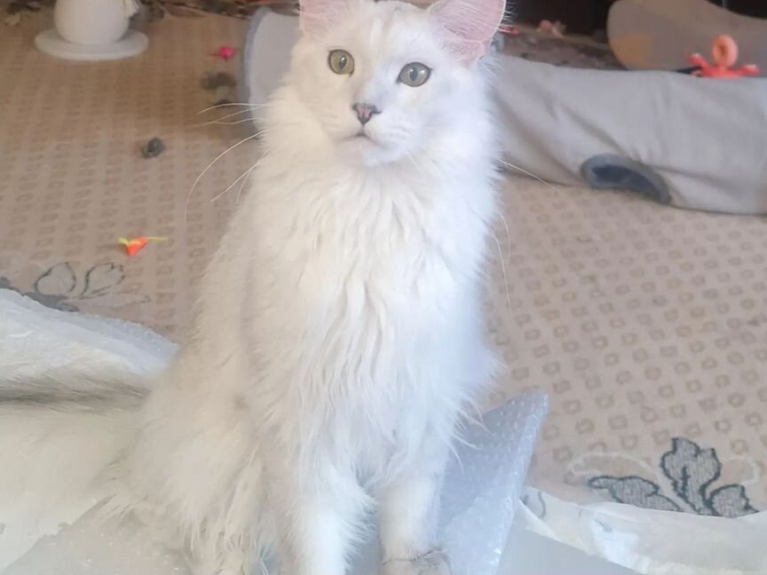 Котенок Мейн-кун в окрасе шадед, ns11